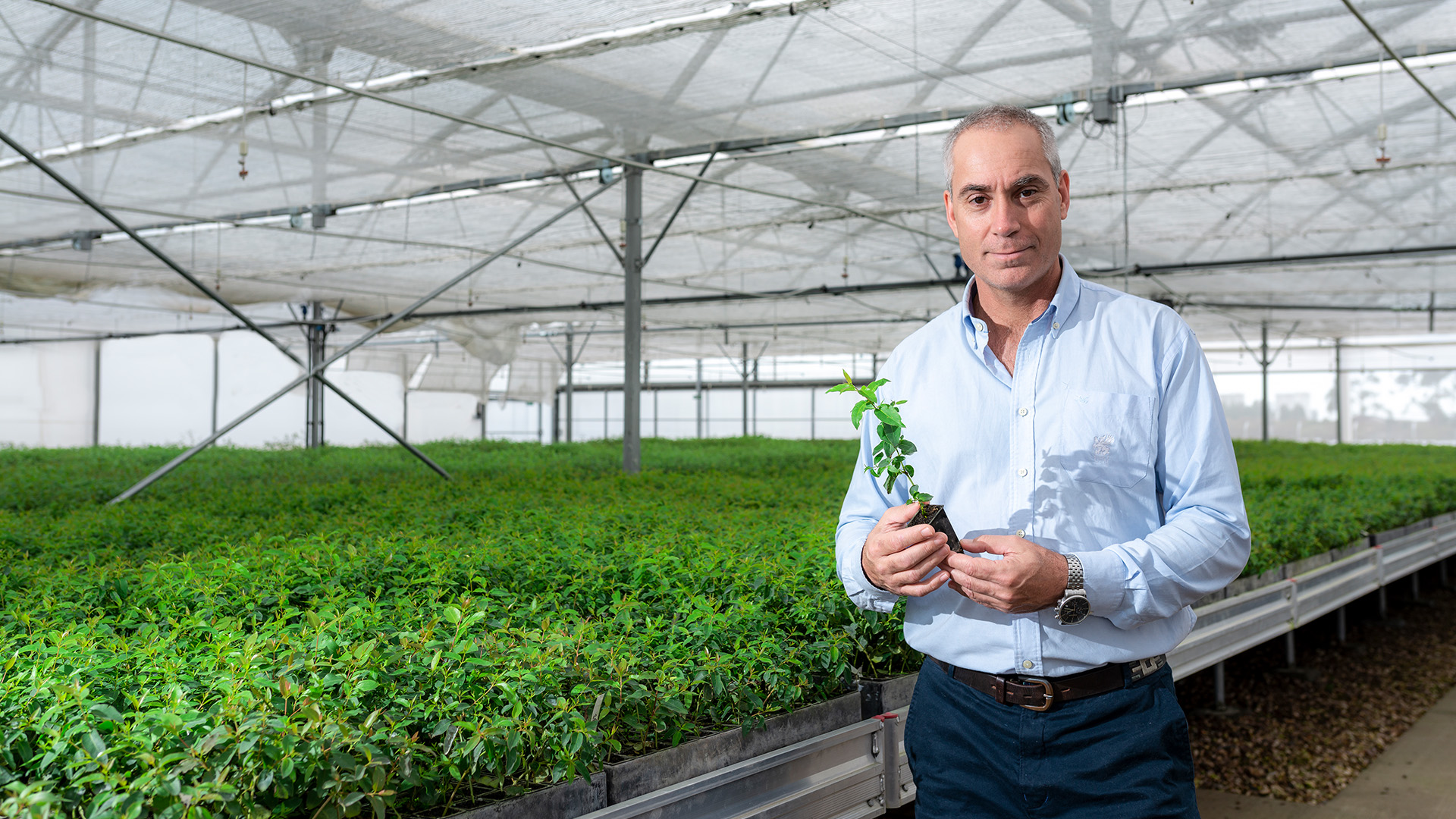 Eucalyptus expertise | UPM Pulp