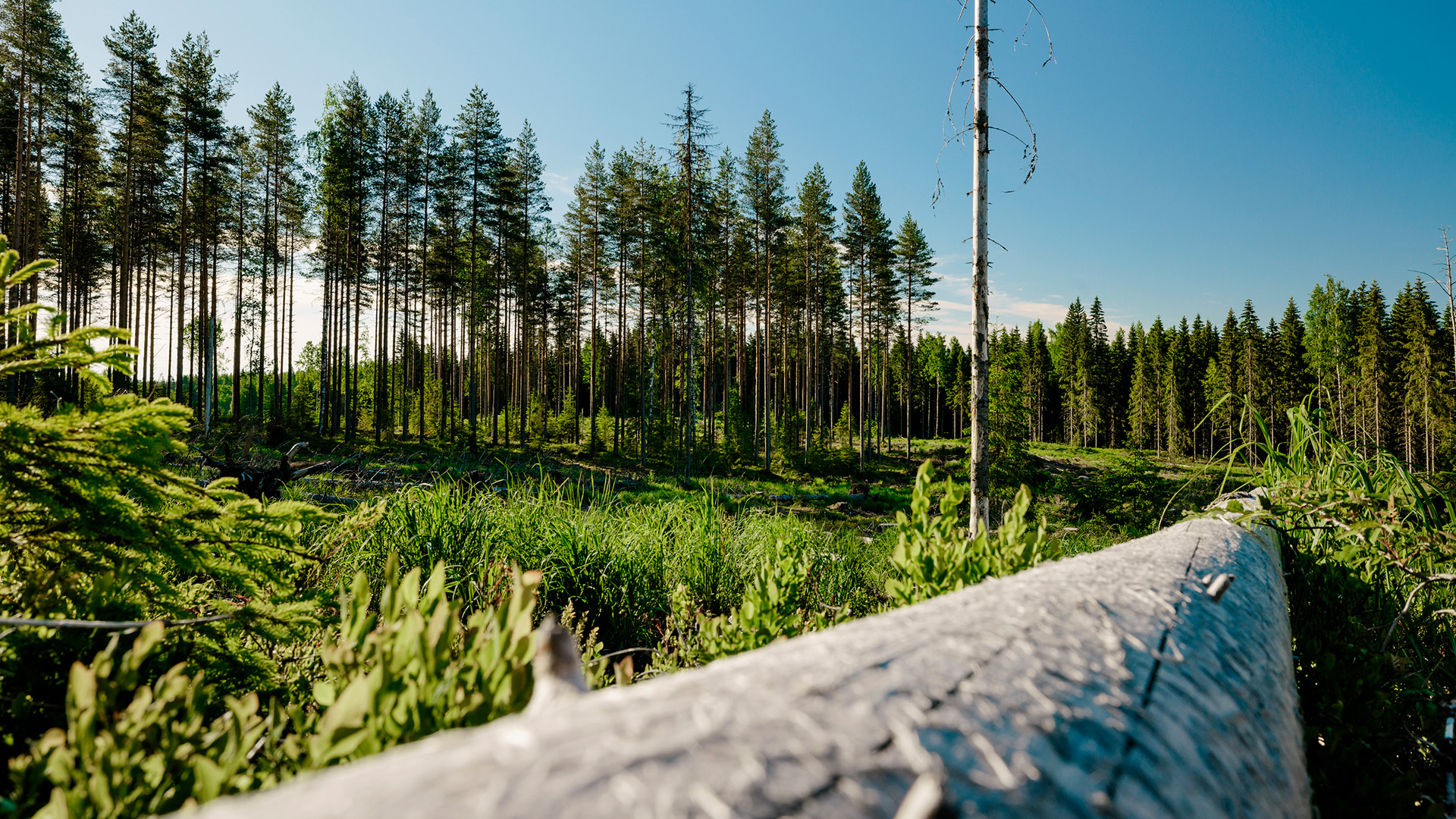 7 facts about UPM’s commitment to a non-fossil future | UPM Pulp