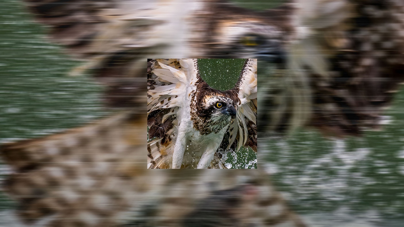 UPM launches a new forest responsibility programme and biodiversity ...