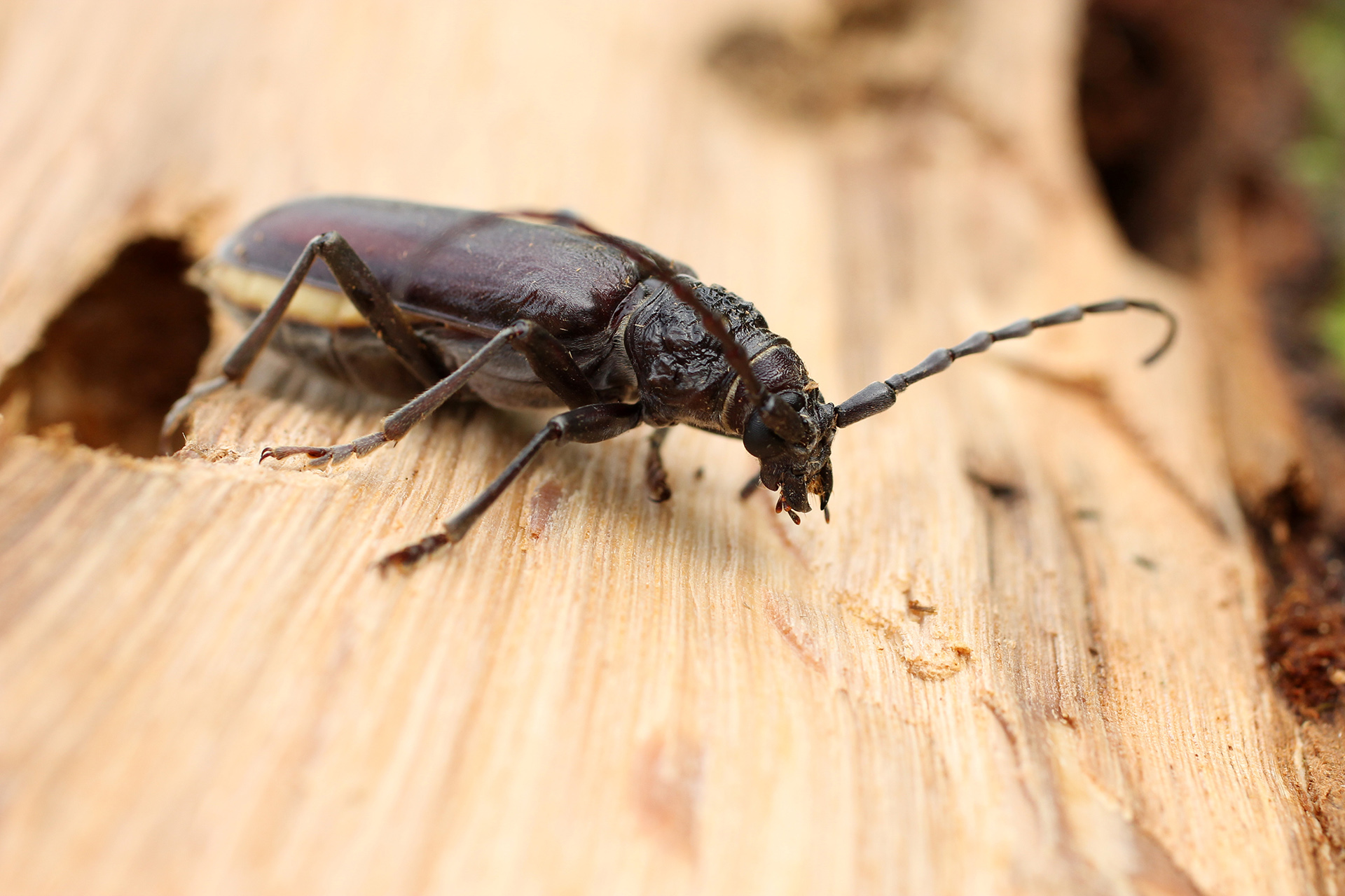 Winter is over and the beetles are doing fine | UPM Pulp