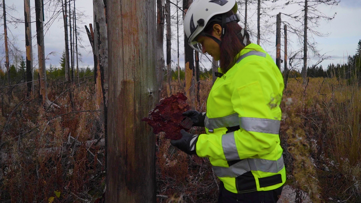 Time to call in the tree doctors | UPM Pulp