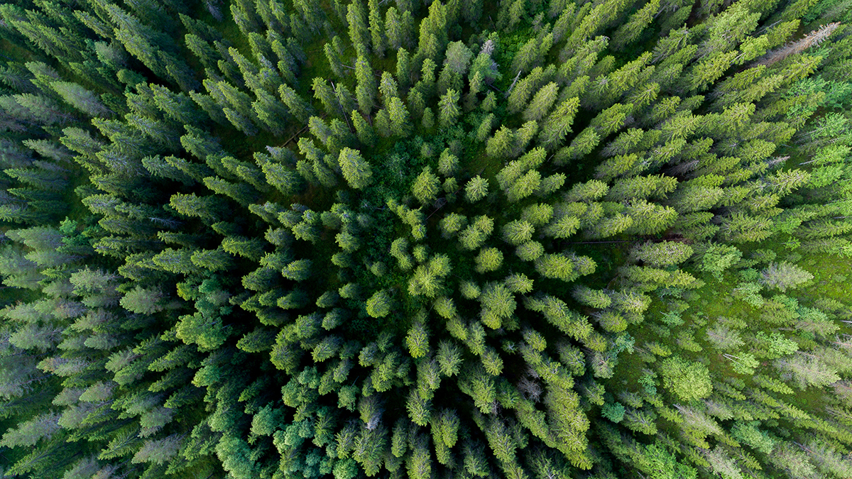 Forest certification is the key to saving our forests | UPM Pulp