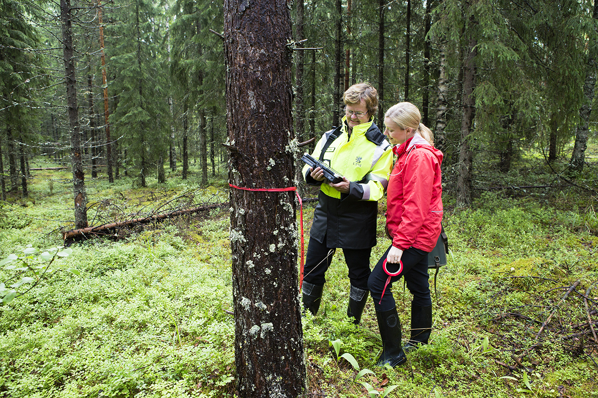 Sustainable forestry shows how land use can help fight climate change ...