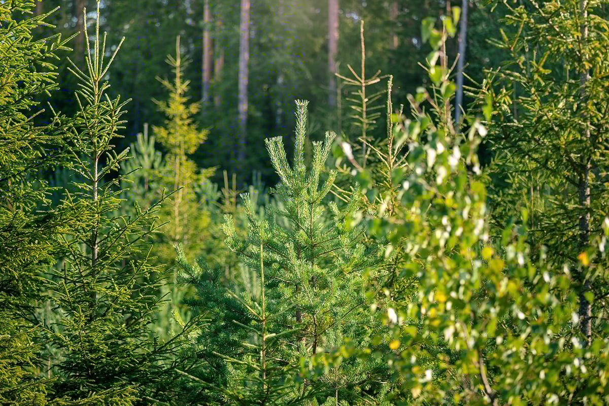Want to make forestry sustainable? Look to the Nordics | UPM Pulp