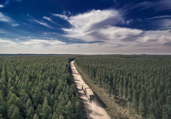 Plantations’ role as need for wood increases | UPM Pulp