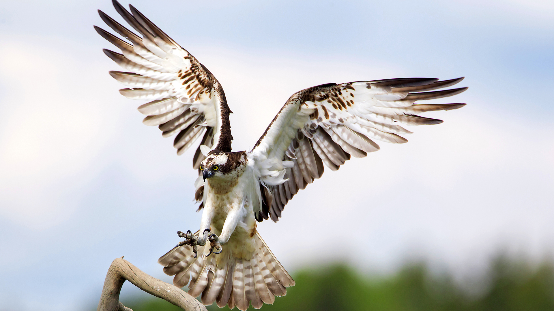 UPM’s forests are full of life | UPM Pulp