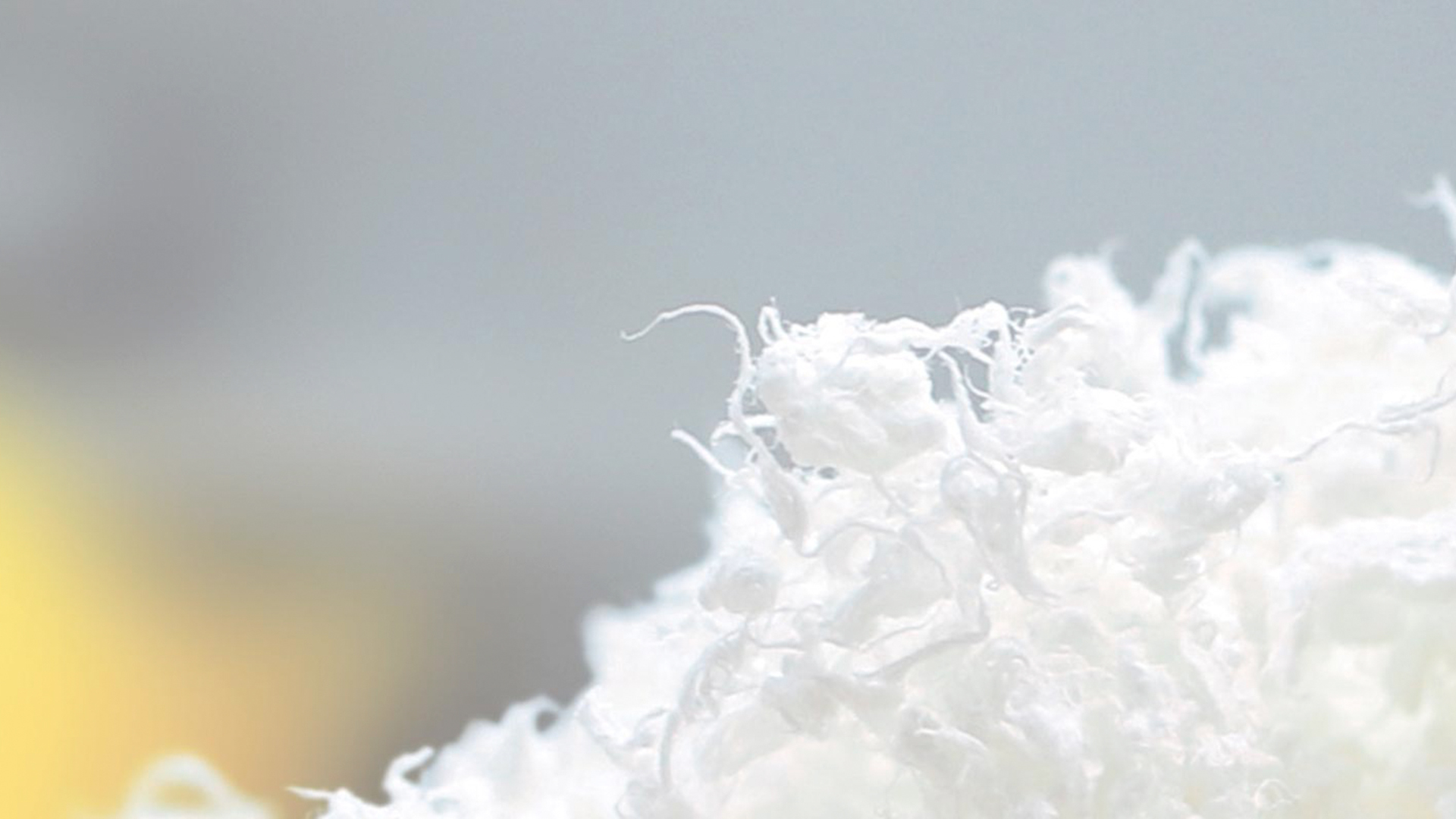 What is pulp? | UPM Pulp