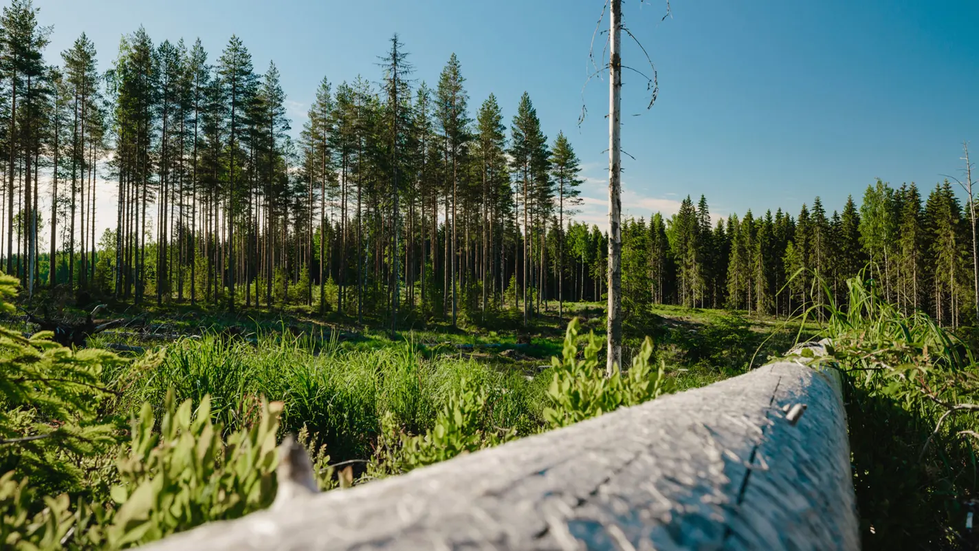 01 Is using wood really a solution to climate change? | Sustainability ...