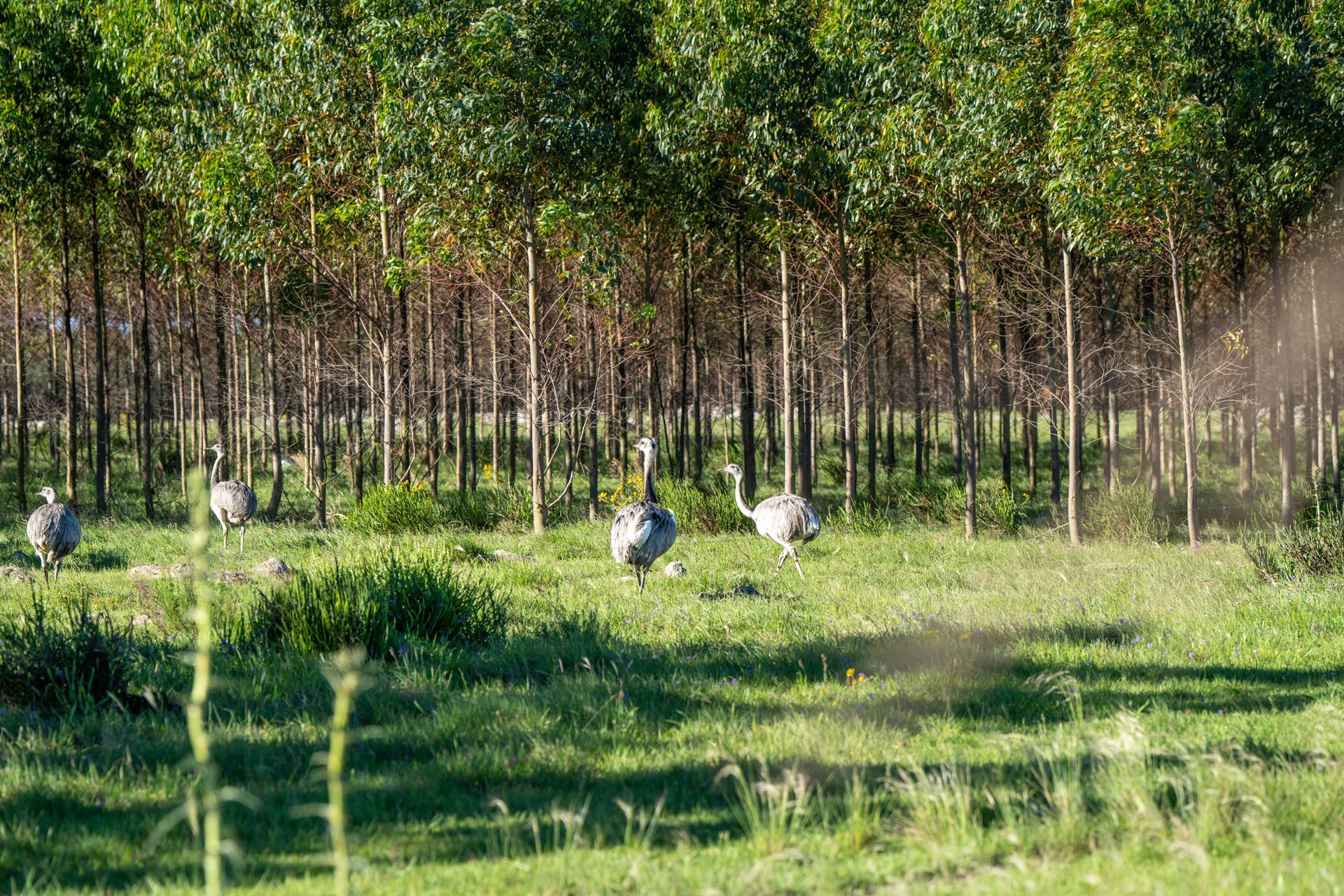 UPM launches fund for biodiversity projects in Uruguay | UPM Pulp