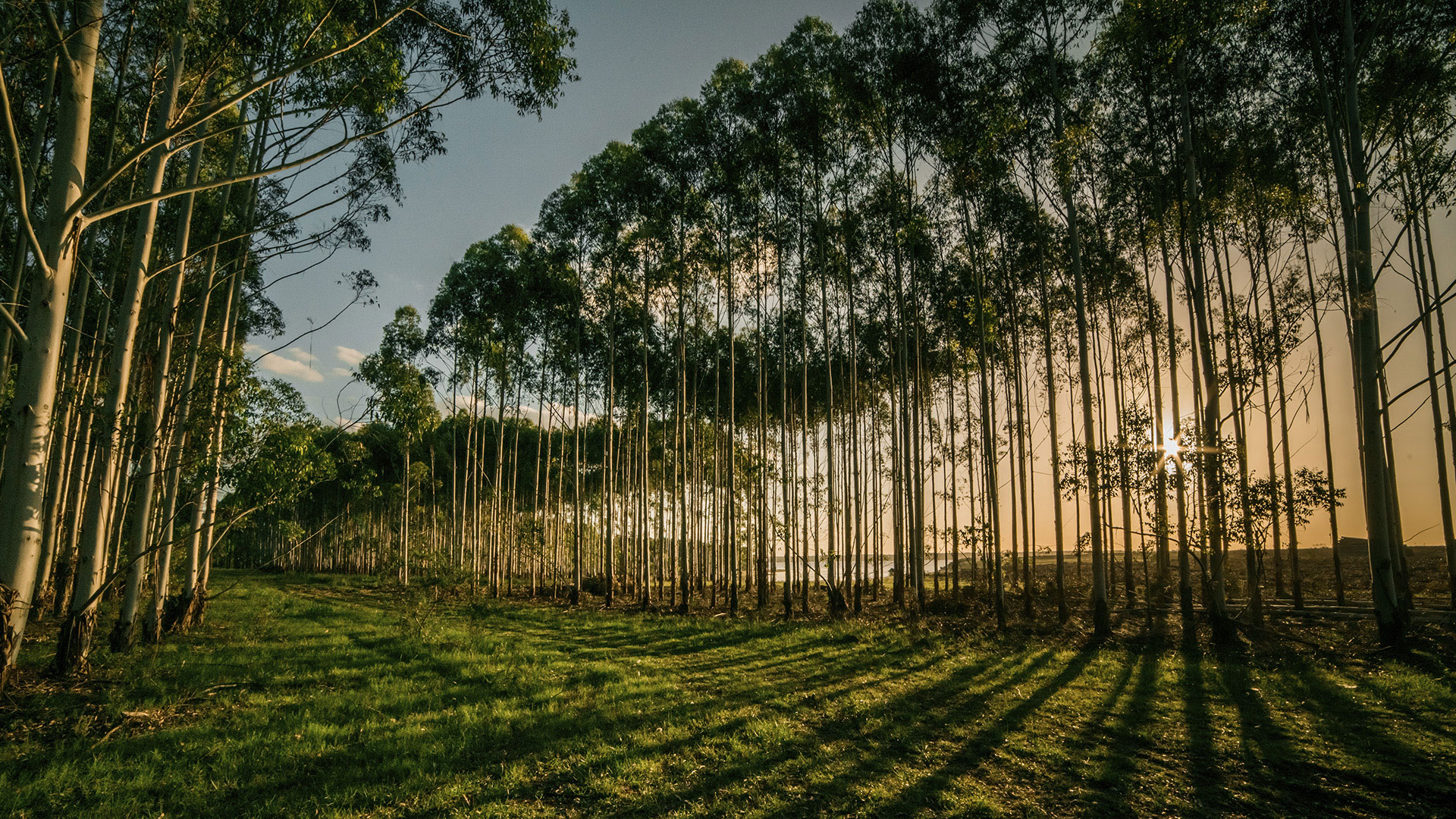 Regenerating Uruguay's natural grasslands after forestry | UPM Pulp